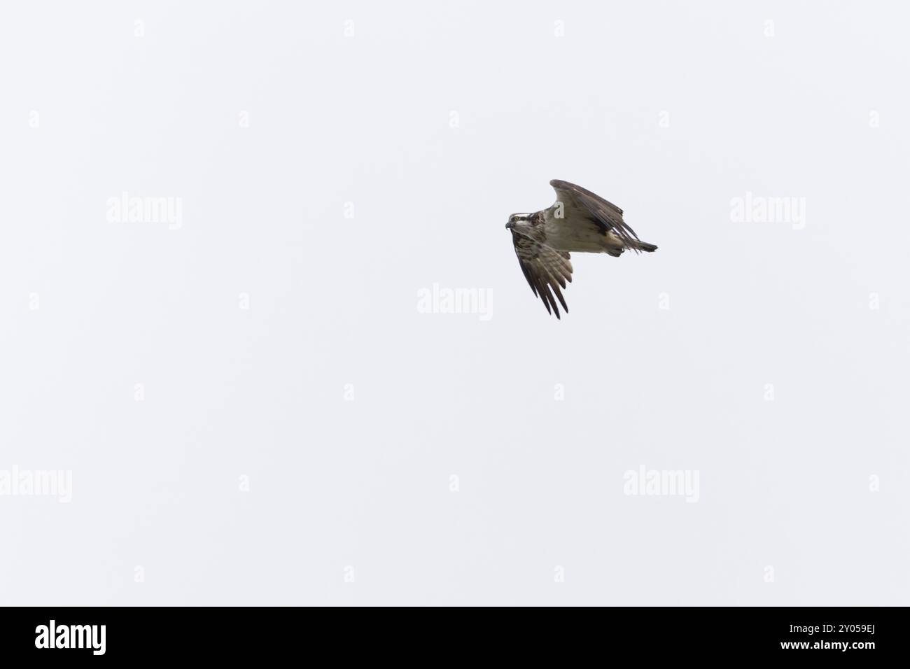 osprey Pandion haliaetus in flight Stock Photo - Alamy