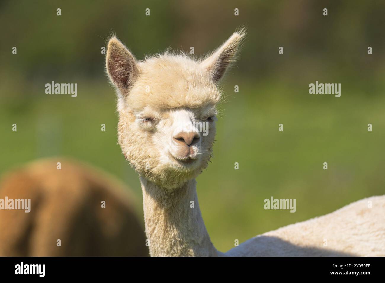 Portrait of an alpaca Stock Photo - Alamy