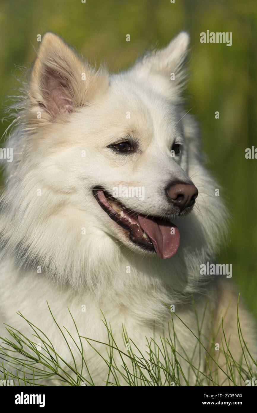 Icelandic dog, photographed in Stuttgart's Killesbergpark Stock Photo ...