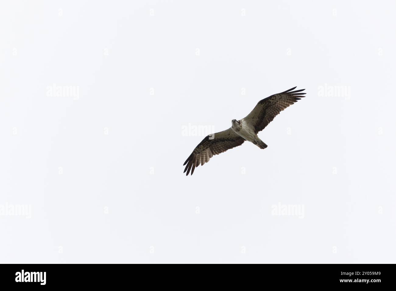 osprey Pandion haliaetus in flight Stock Photo - Alamy