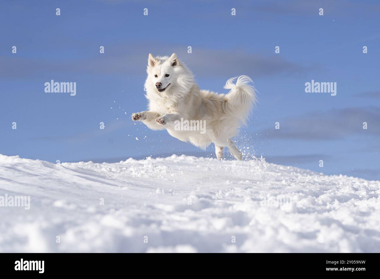 Icelandic dog, jumping in the snow, background blue sky Stock Photo - Alamy