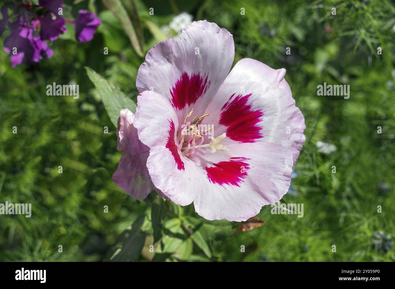 Godetia (Clarkia amoena), Allgaeu, Bavaria, Germany, Europe Stock Photo ...