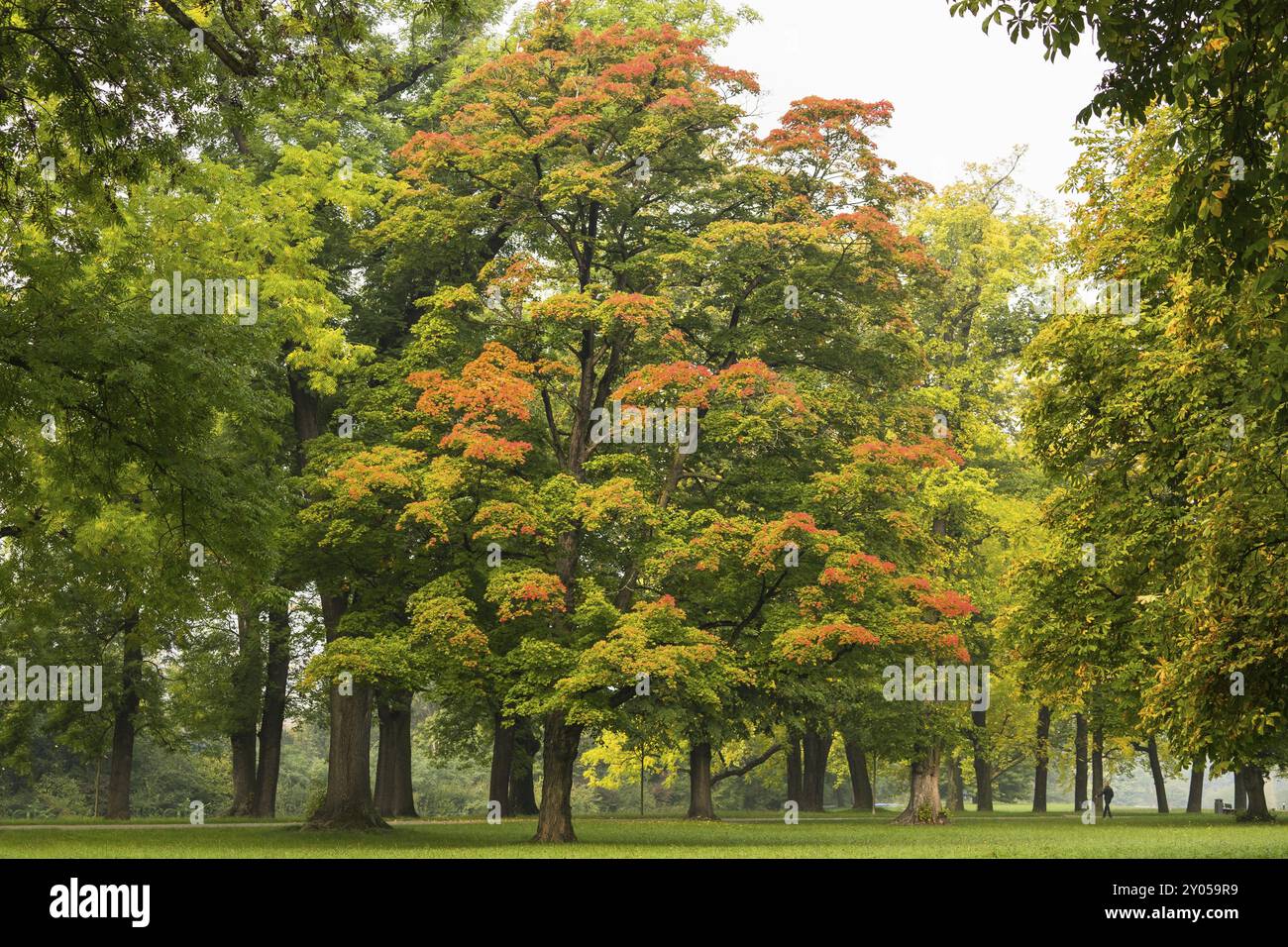 Autumn coloured trees Stock Photo - Alamy