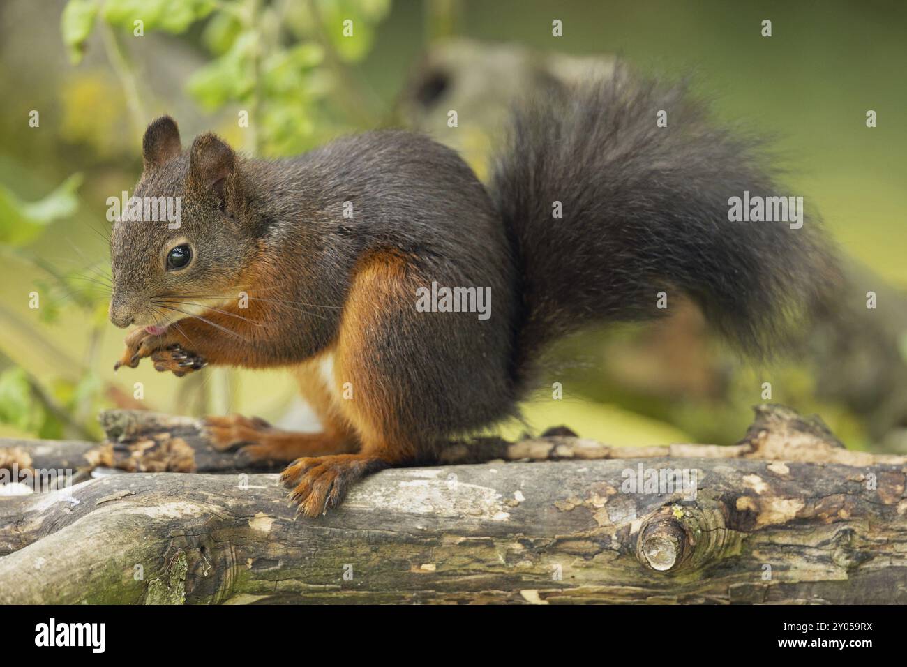 Squirrel with tongue sticking out sitting on tree trunk looking left ...