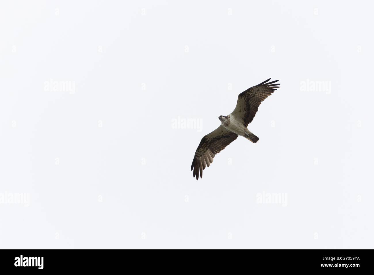 osprey Pandion haliaetus in flight Stock Photo - Alamy