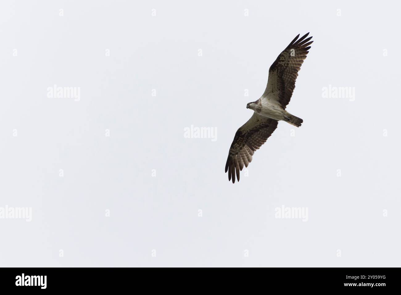 osprey Pandion haliaetus in flight Stock Photo - Alamy