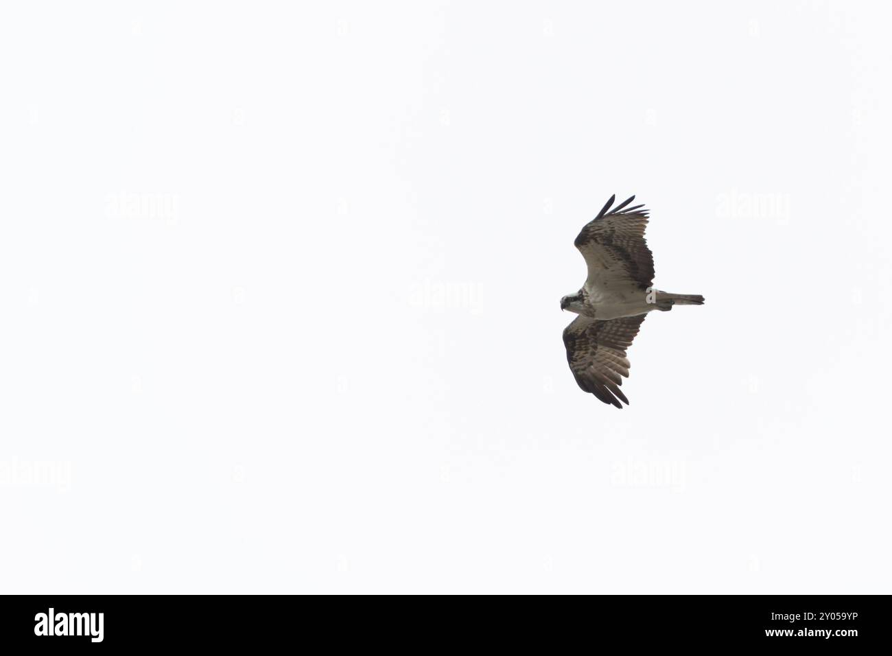 Prey birdwatching Cut Out Stock Images & Pictures - Alamy