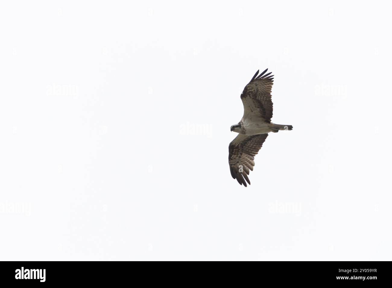 osprey Pandion haliaetus in flight Stock Photo - Alamy