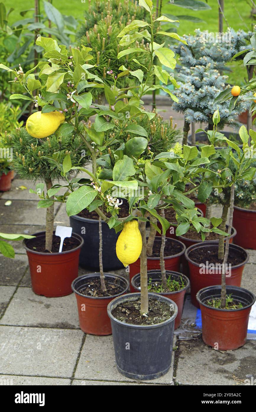 Small lemon tree in pot Stock Photo - Alamy
