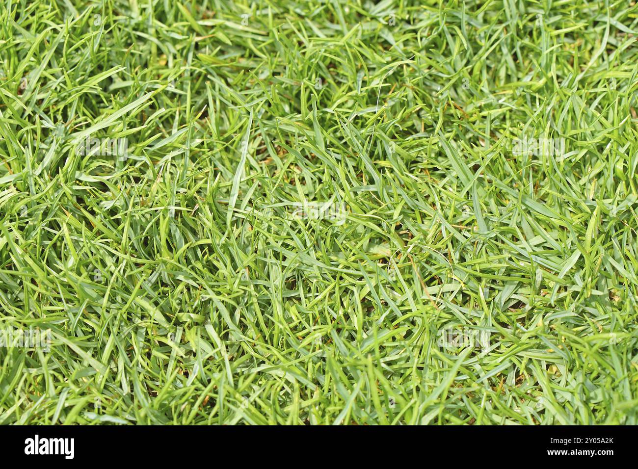 Green grass lawn close up texture background Stock Photo - Alamy