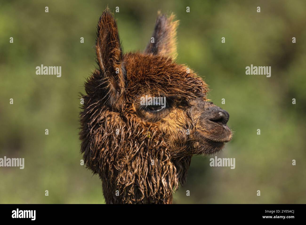Portrait of an alpaca Stock Photo - Alamy