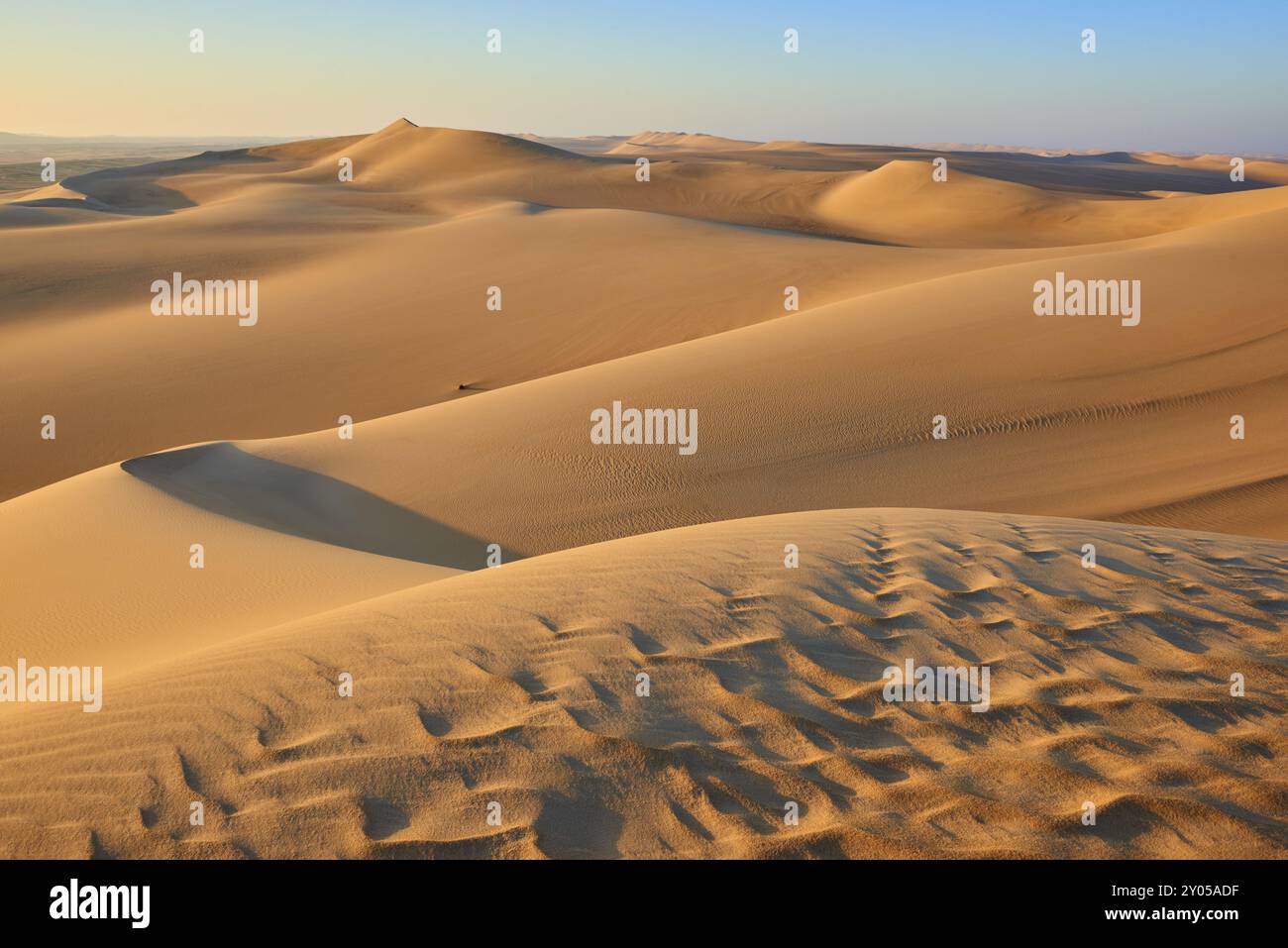 Endless sand dunes under a clear blue sky, glowing in golden sunlight ...