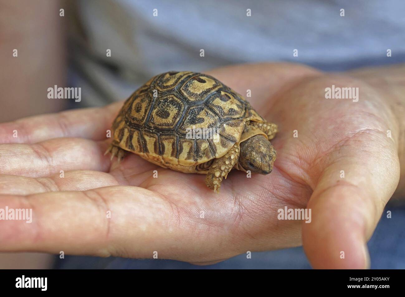Small baby turtle tortoise in Kenya Stock Photo - Alamy
