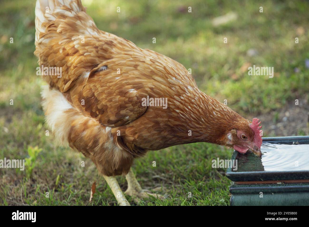 Domestic chicken hen standing next to table with water in green grass ...