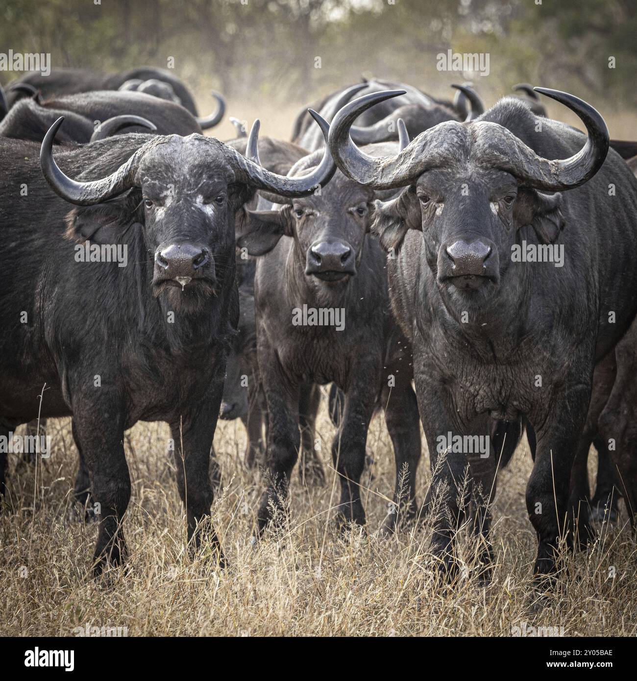 Three african buffalo (Syncerus caffer), portrait, Balule Plains, South ...