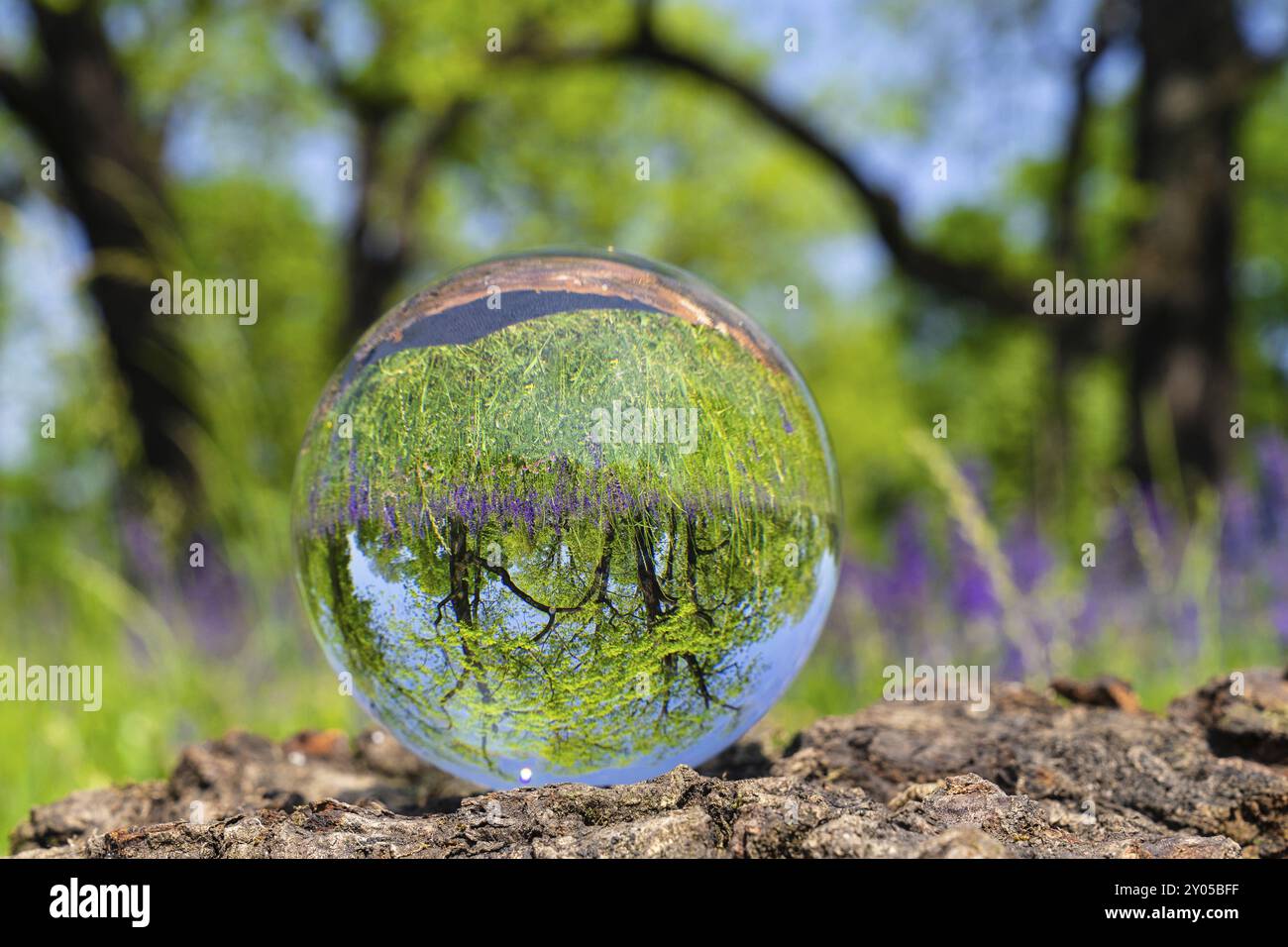 Park landscape photographed through the glass sphere Stock Photo - Alamy