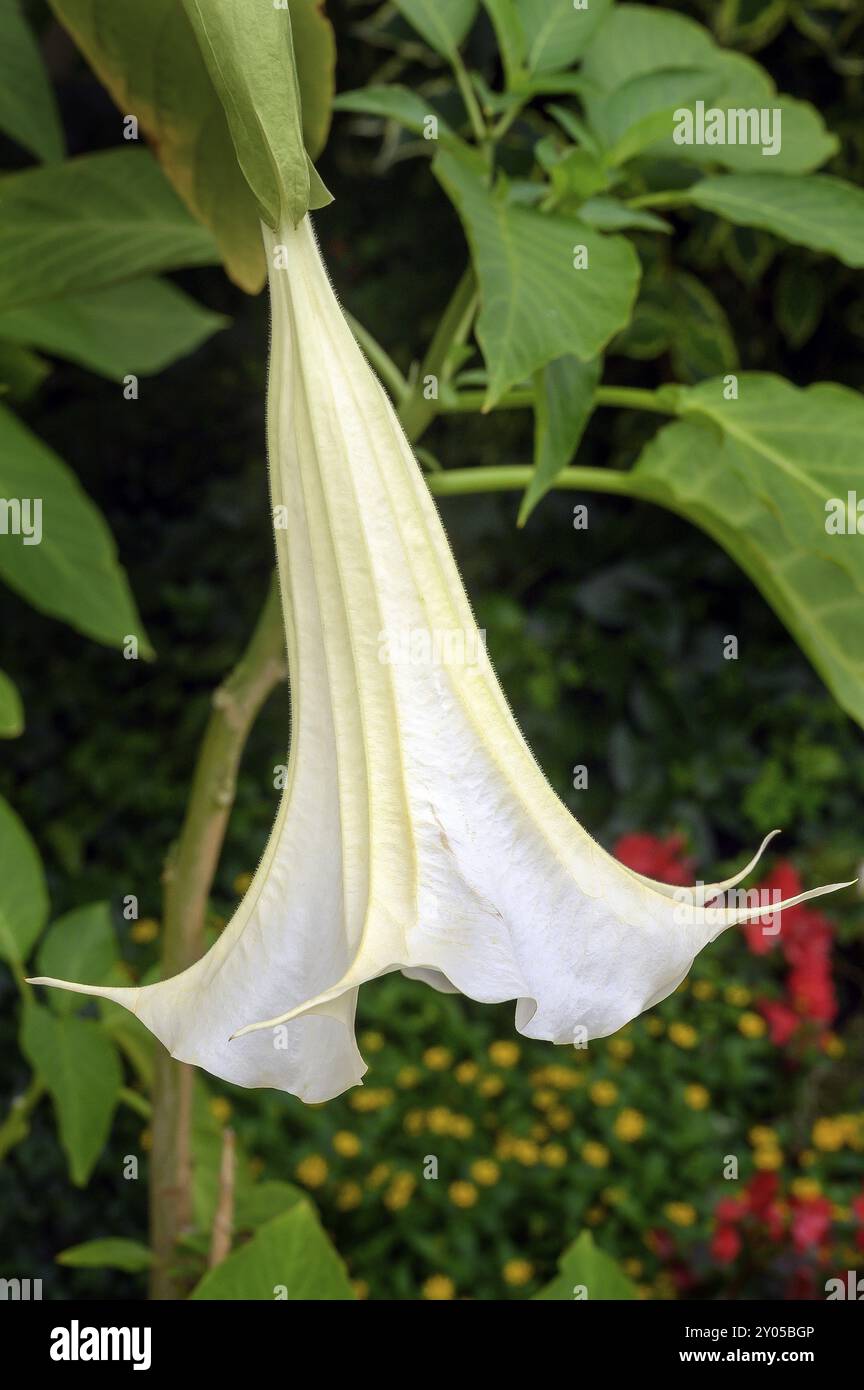 White angel's trumpet (Brugmansia), Allgaeu, Bavaria, Germany, Europe ...
