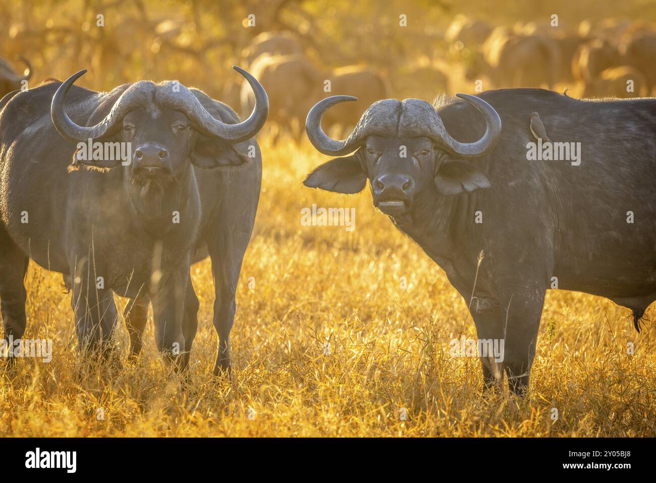 Two african buffalo (Syncerus caffer), Balule Plains, South Africa ...