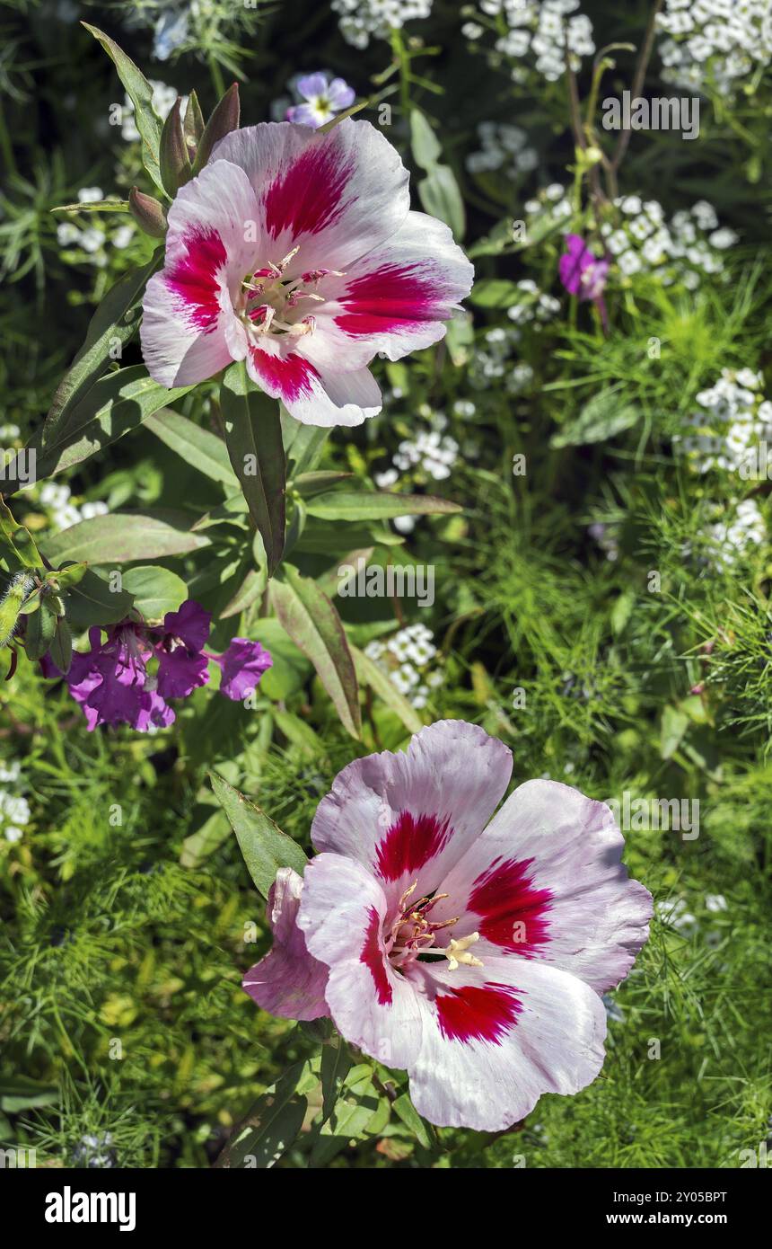 Godetia (Clarkia amoena), Allgaeu, Bavaria, Germany, Europe Stock Photo ...
