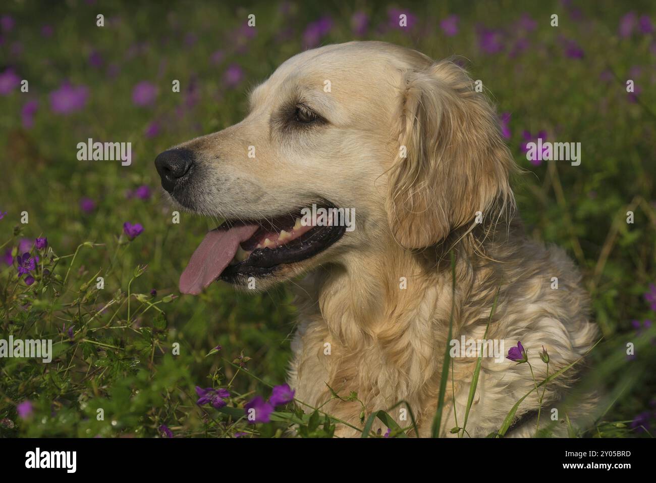 Golden Retriever (Portrait of a female dog Stock Photo - Alamy