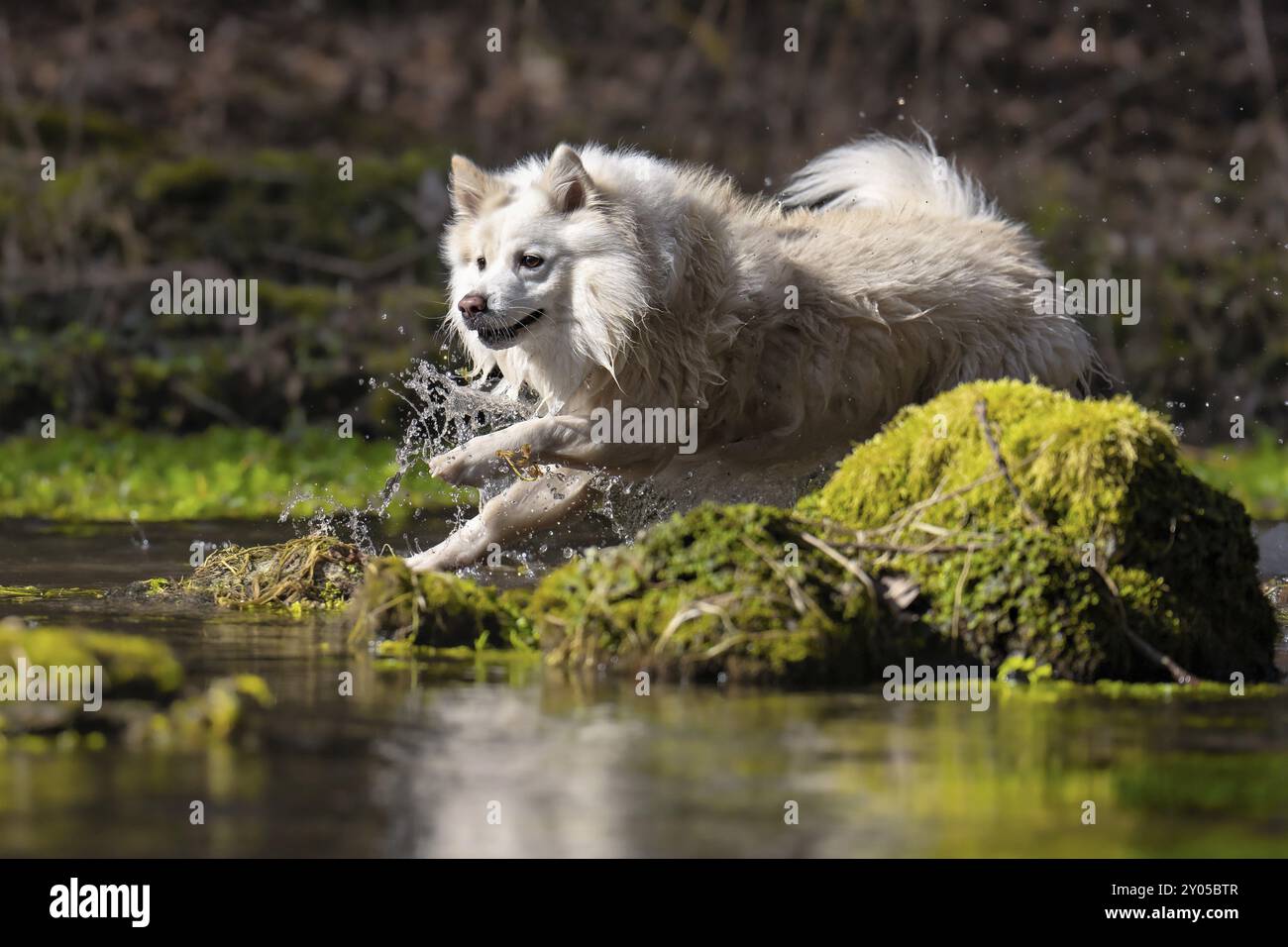 There is nothing better for my Icelandic dog than chasing through the ...