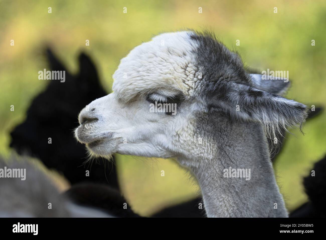 Portrait of an alpaca Stock Photo - Alamy