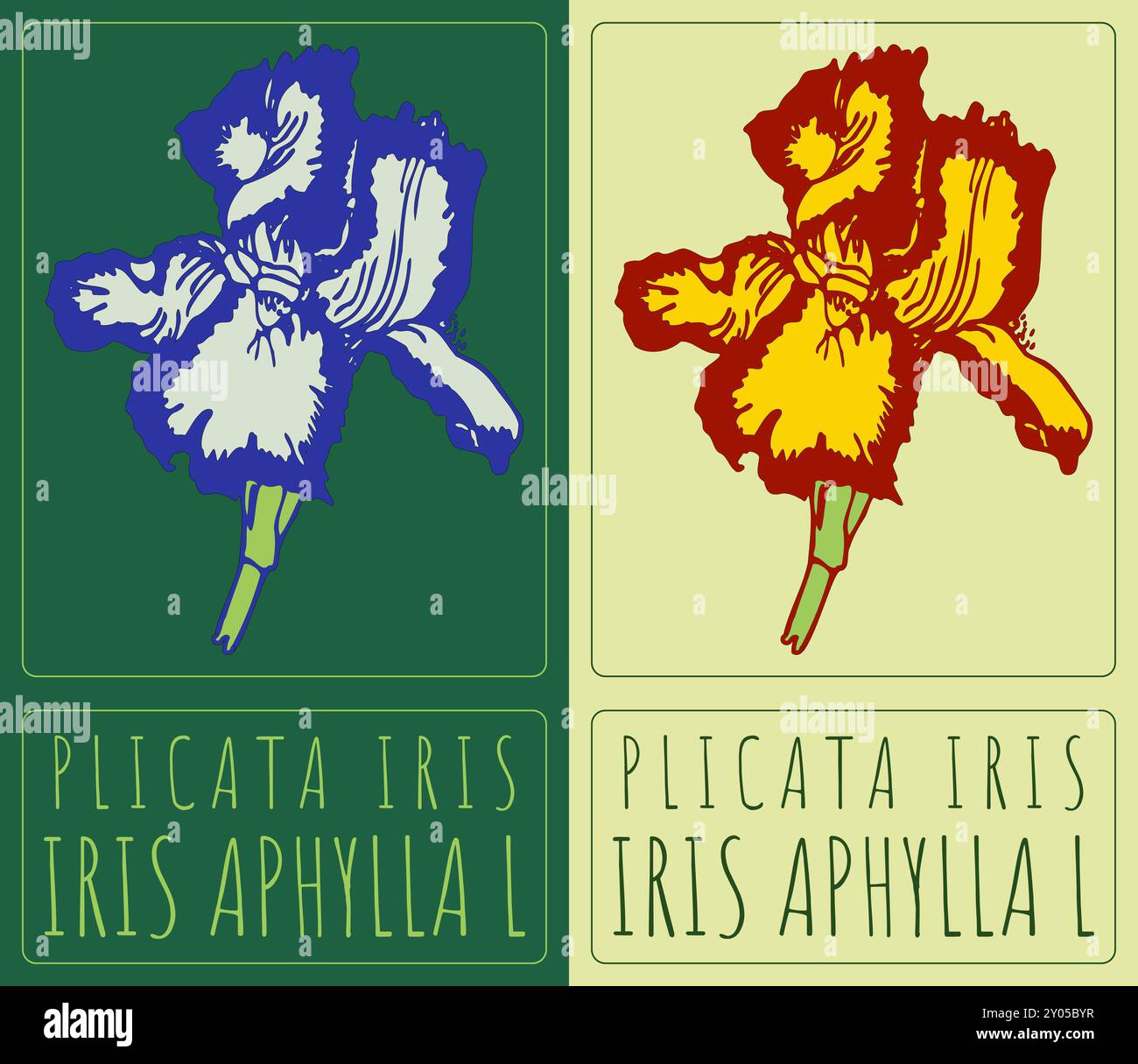 Vector drawing PLICATA IRIS. Hand drawn illustration. Latin name is ...
