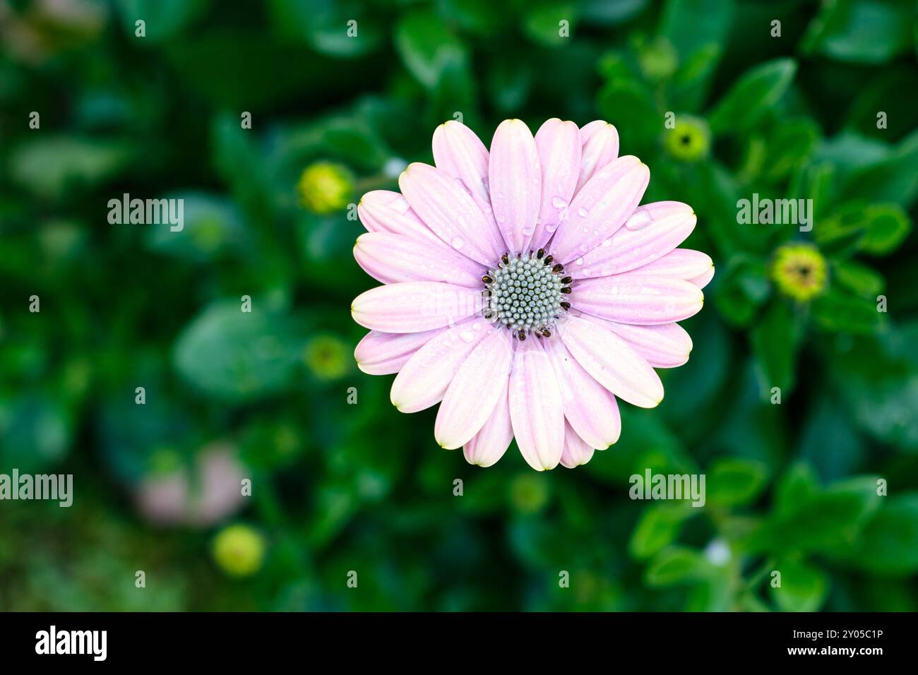 A lilac African Daisy, Dimorphotheca ecklonis, with rain droplets on ...