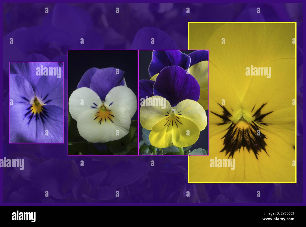 Musical instruments collage hi-res stock photography and images - Alamy