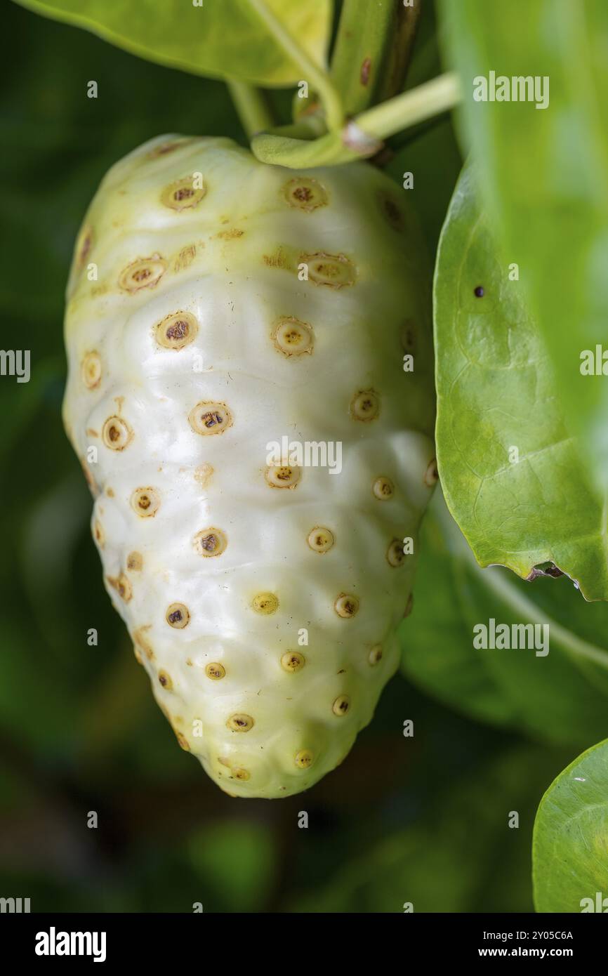 Noni fruit (Morinda citrifolia), Moorea, French Polynesia, Society ...