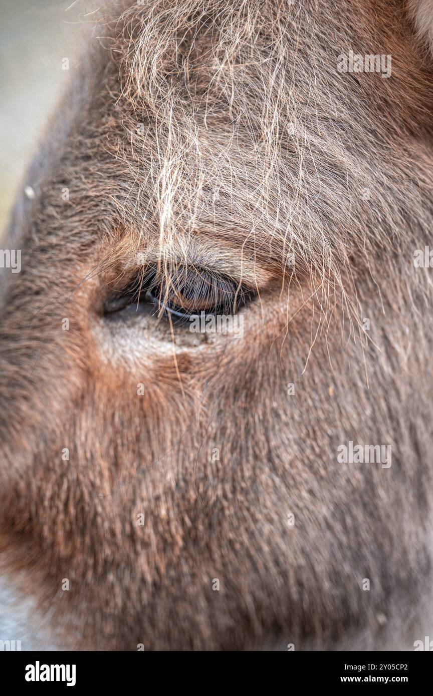 Very close-up detail image of a donkey (Equus asinus) with focus on the ...
