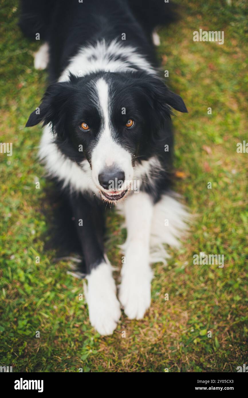 Scottish border collie hi-res stock photography and images - Alamy