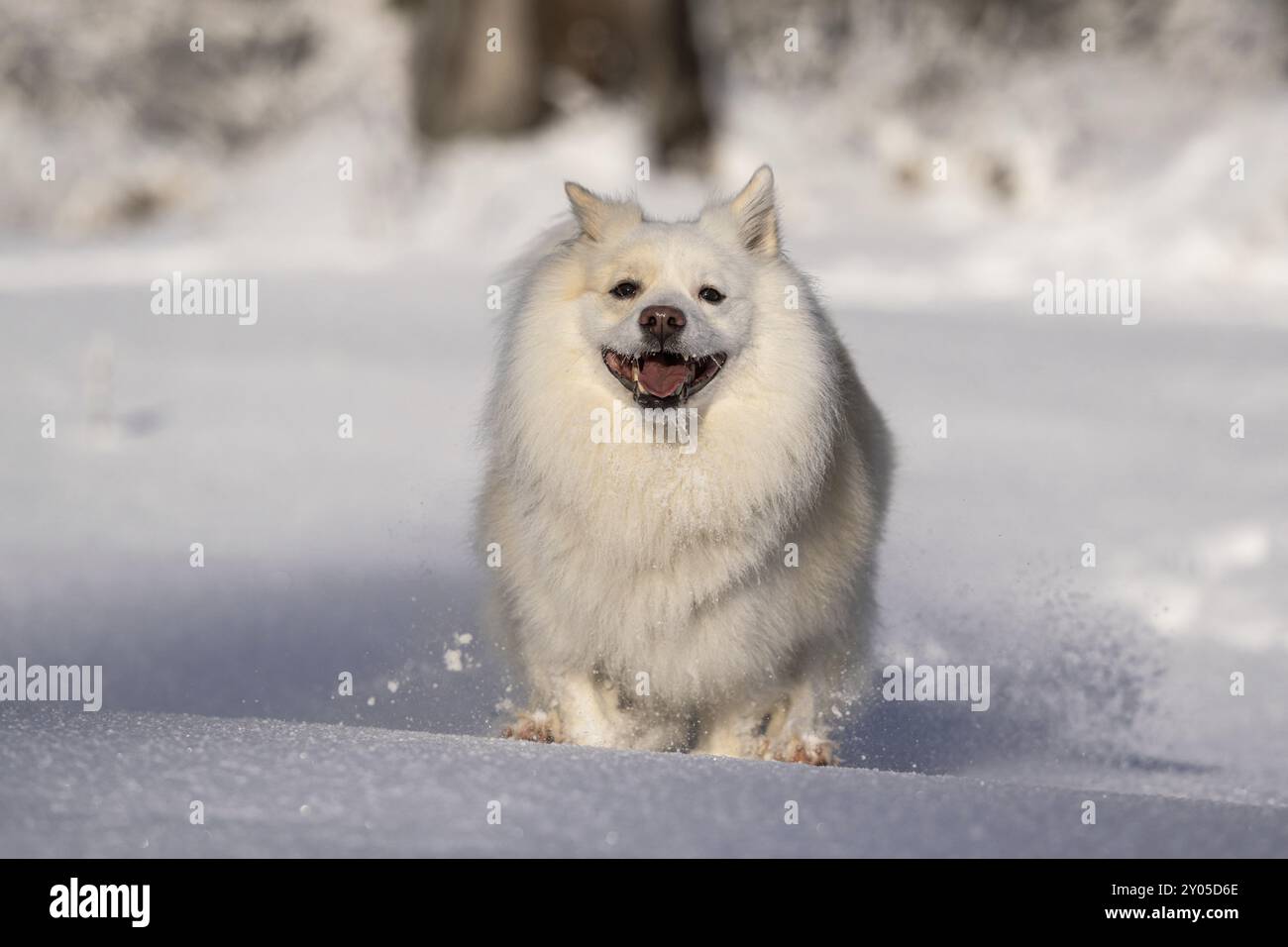 Countryside dog walk in snow hi-res stock photography and images - Alamy