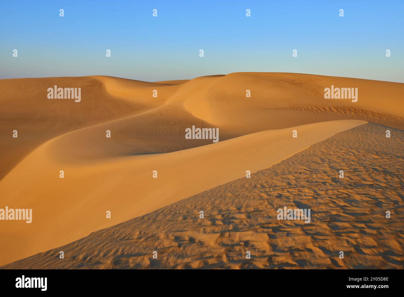 Soft, undulating sand dunes in the desert under a clear blue sky in the ...