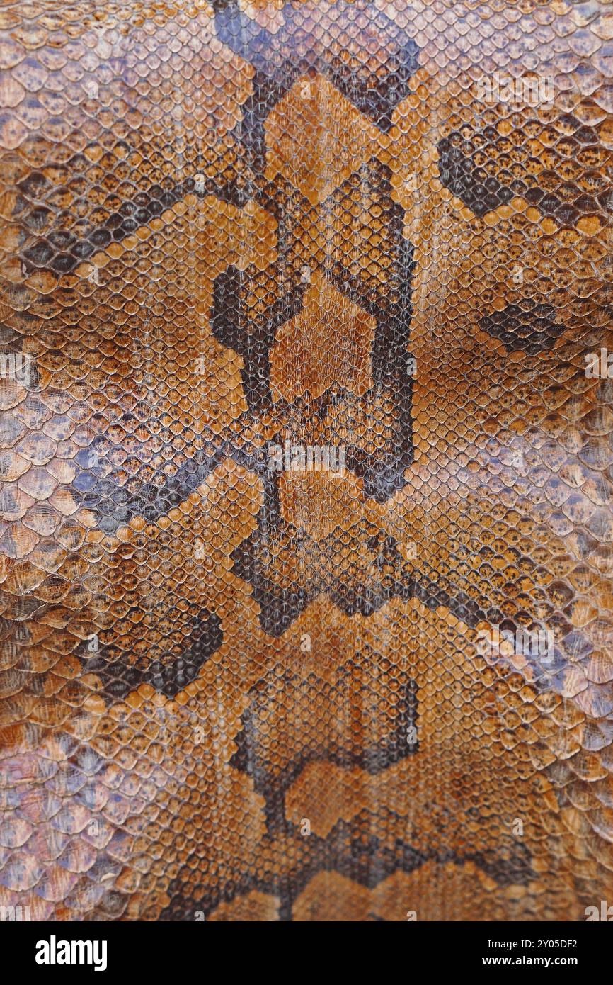 Real snake skin brown leather Stock Photo - Alamy