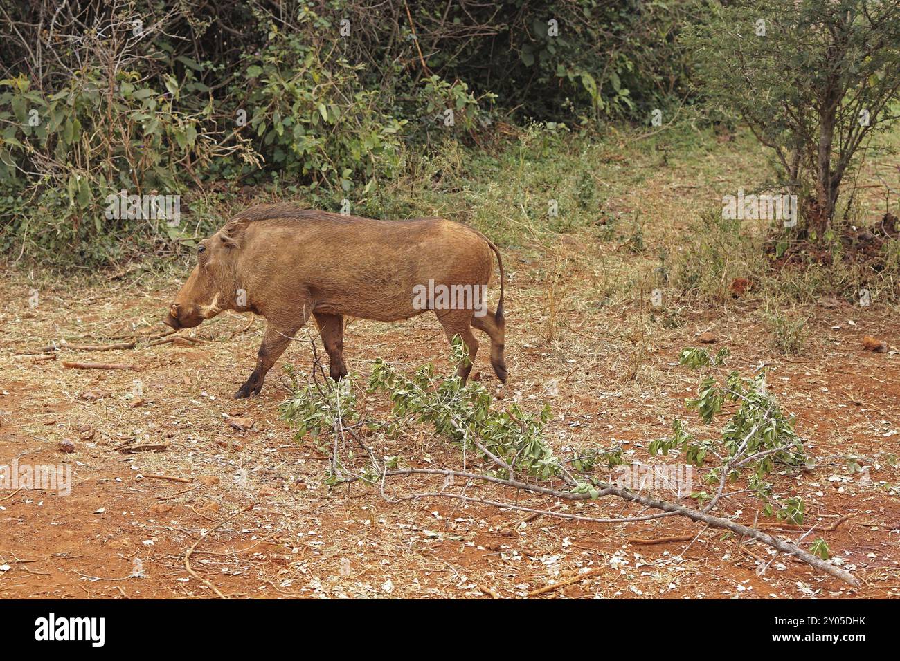 Wild warthog pig in Kenya Stock Photo - Alamy