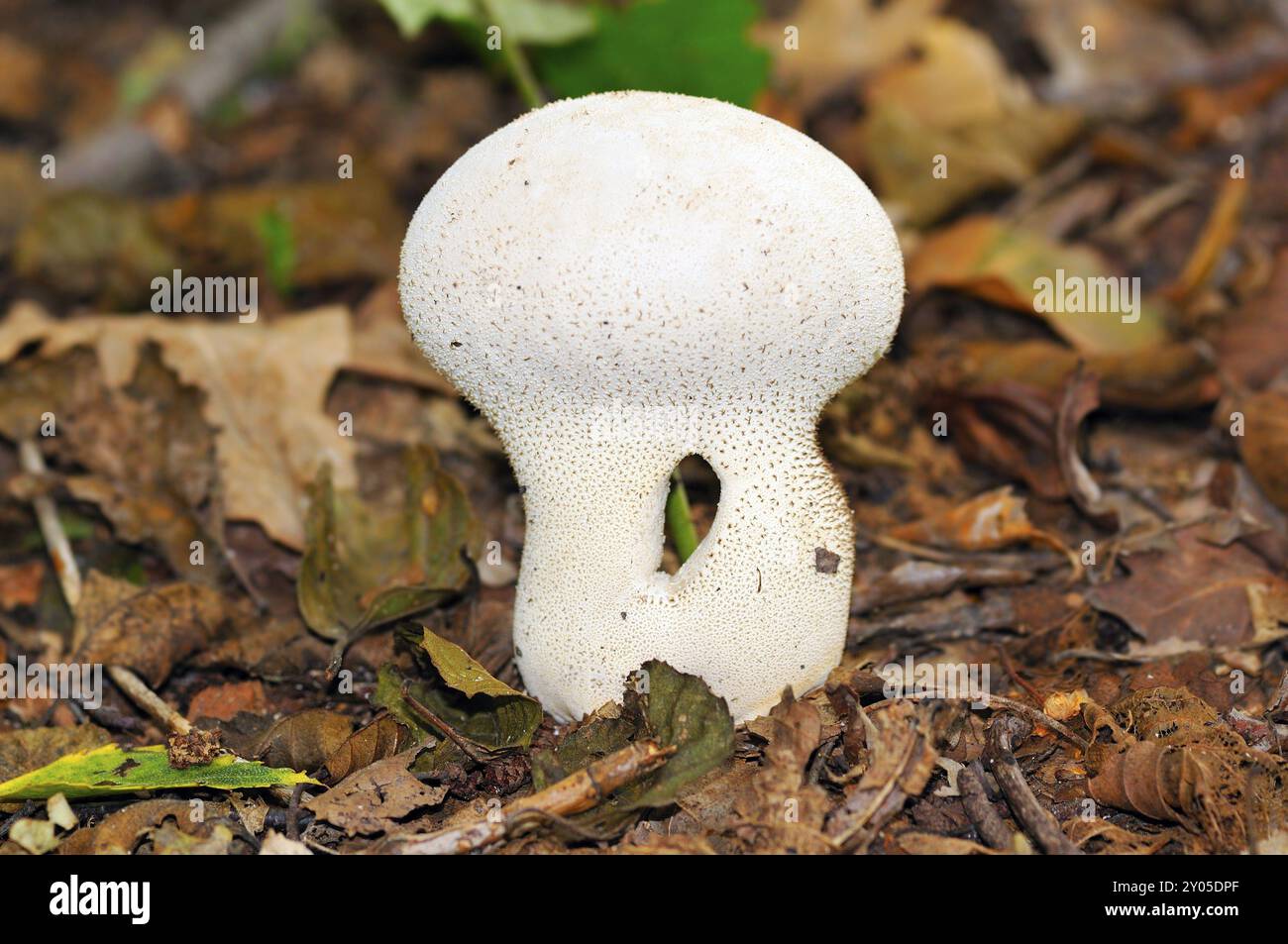 Puffball on old leaves Stock Photo - Alamy