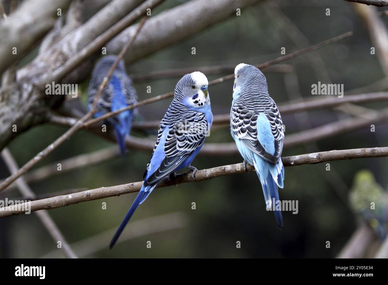 Wild budgerigars budgerigar pair hi-res stock photography and images ...