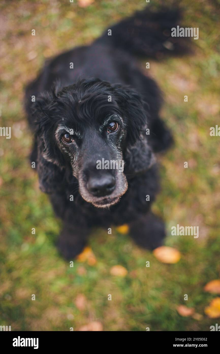 English Cocker Spaniel Stock Photo - Alamy