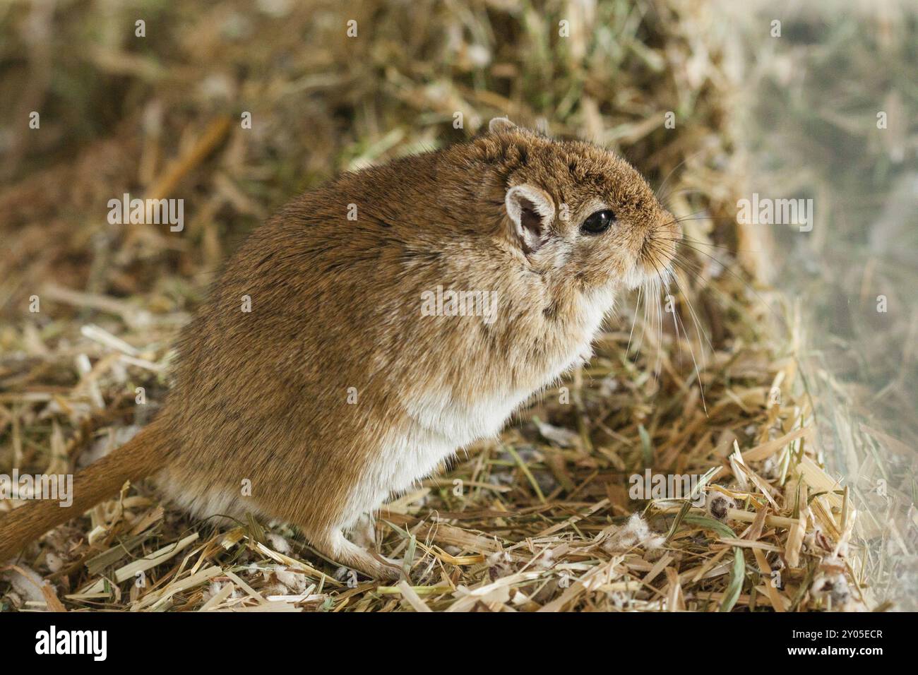 Mongolian gerbil (Meriones), gerbil as a pet Stock Photo - Alamy