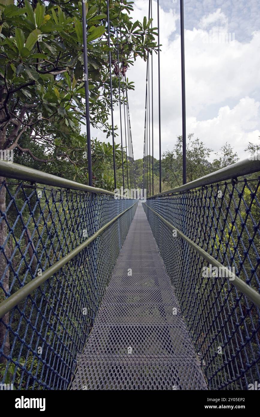 Canopy Walk Through the Rainforest Stock Photo - Alamy