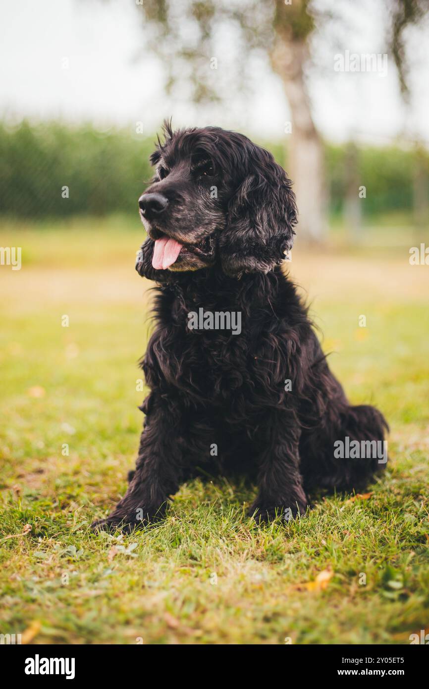 English Cocker Spaniel Stock Photo - Alamy