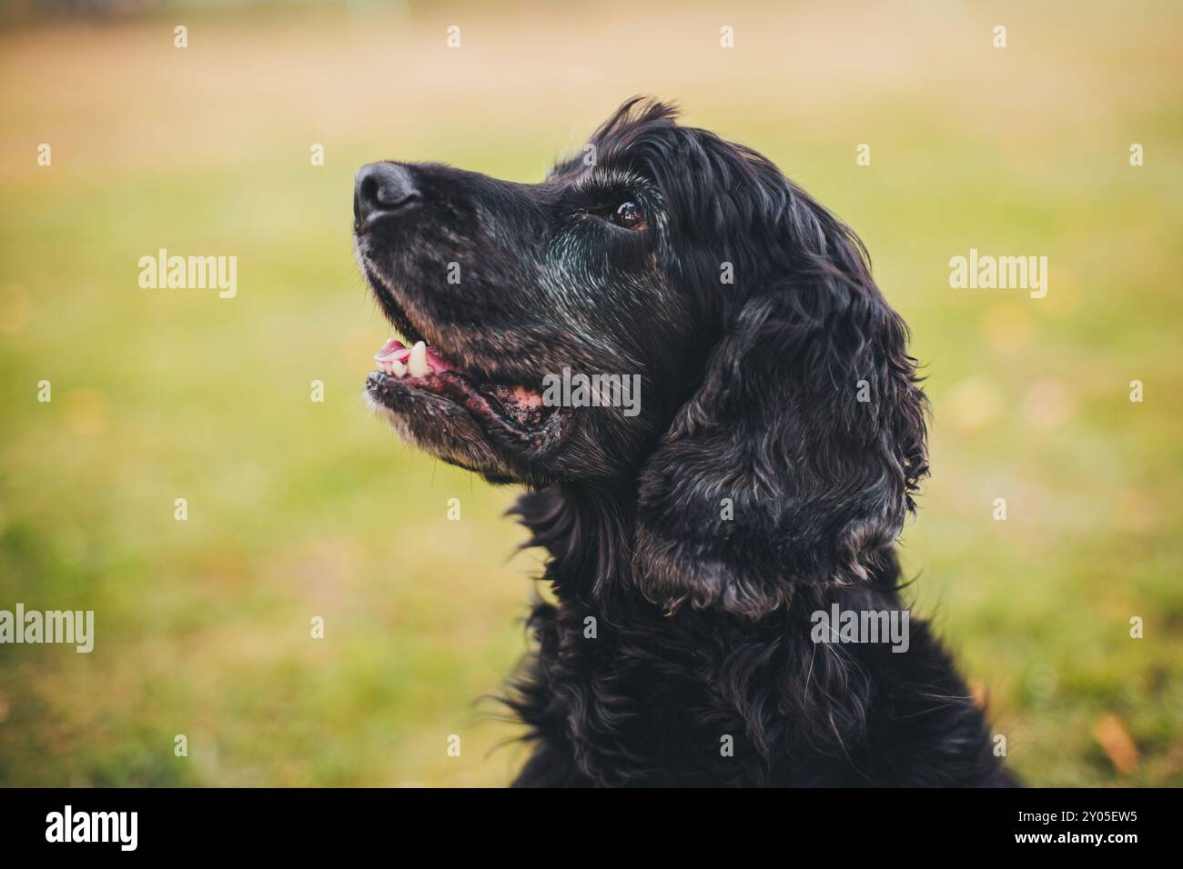English Cocker Spaniel Stock Photo - Alamy