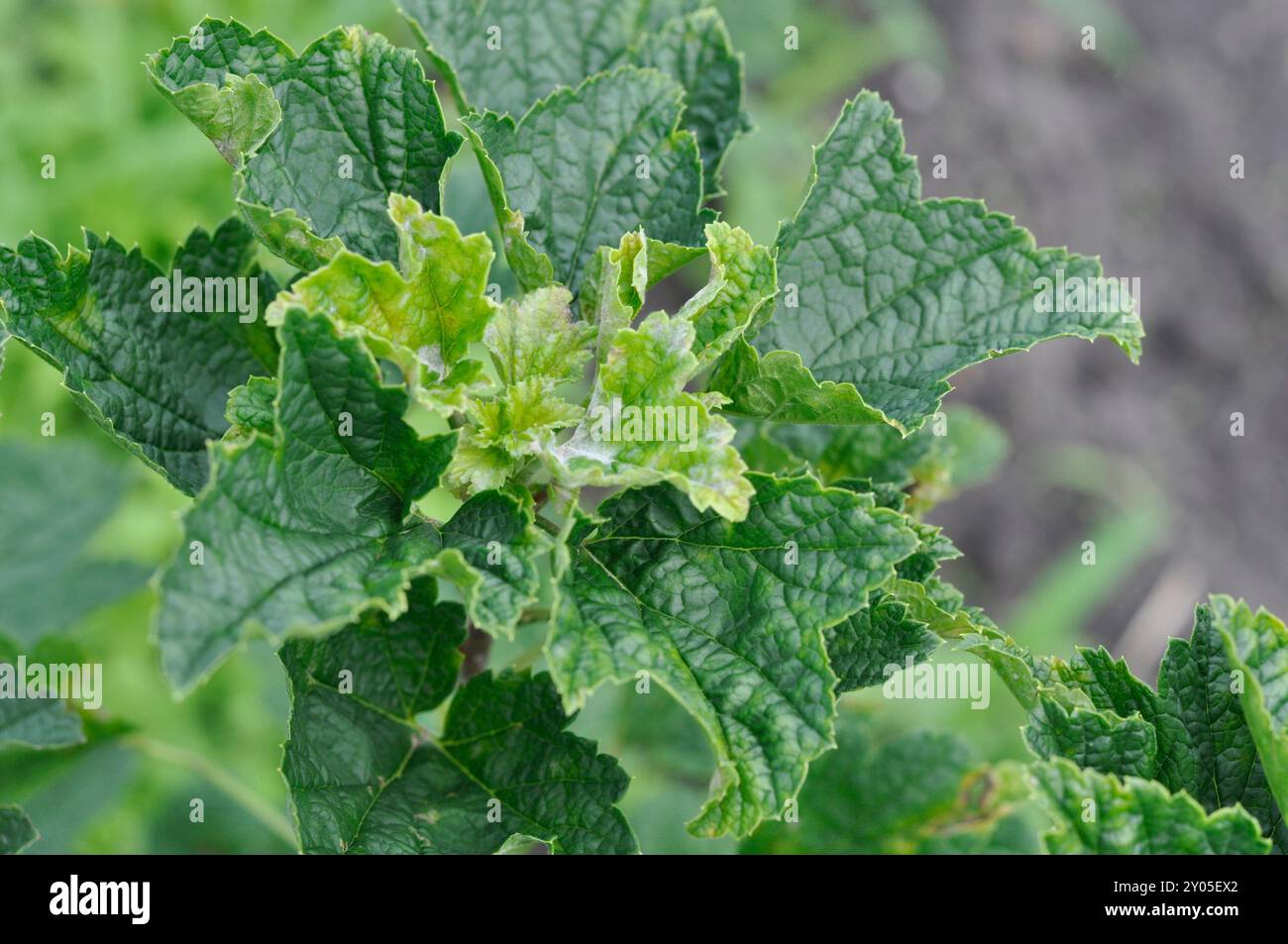 Diseases of black currant. Powdery mildew is a fungal disease caused by ...