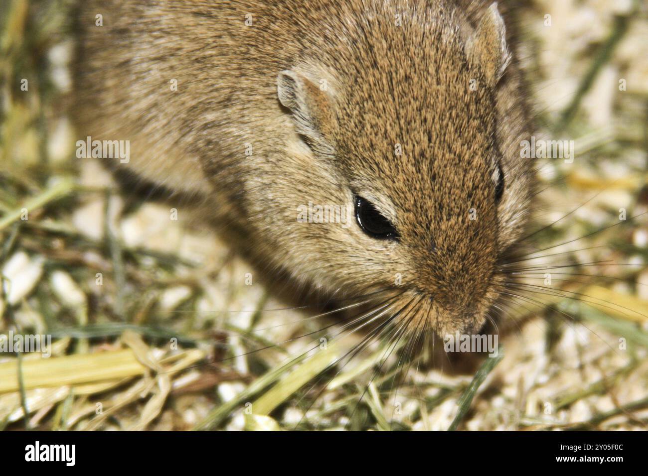 Mongolian gerbil feeding Stock Photo - Alamy