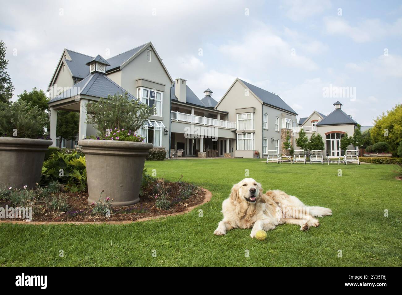 Golden Retriever at Home, lying relaxed in the beautiful big garden of ...