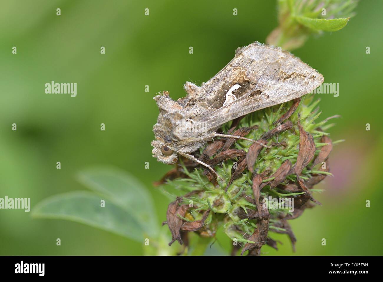 Gamma owl on a plant, Autographa gamma, Silver Y on a leaf Stock Photo ...