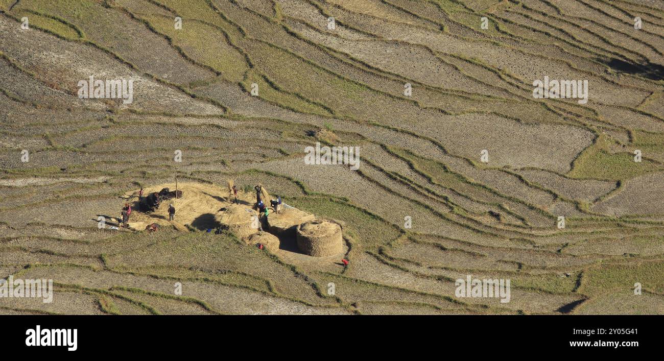 Harvest time in the Annapurna Conservation Area, Nepal. Rice terraces ...