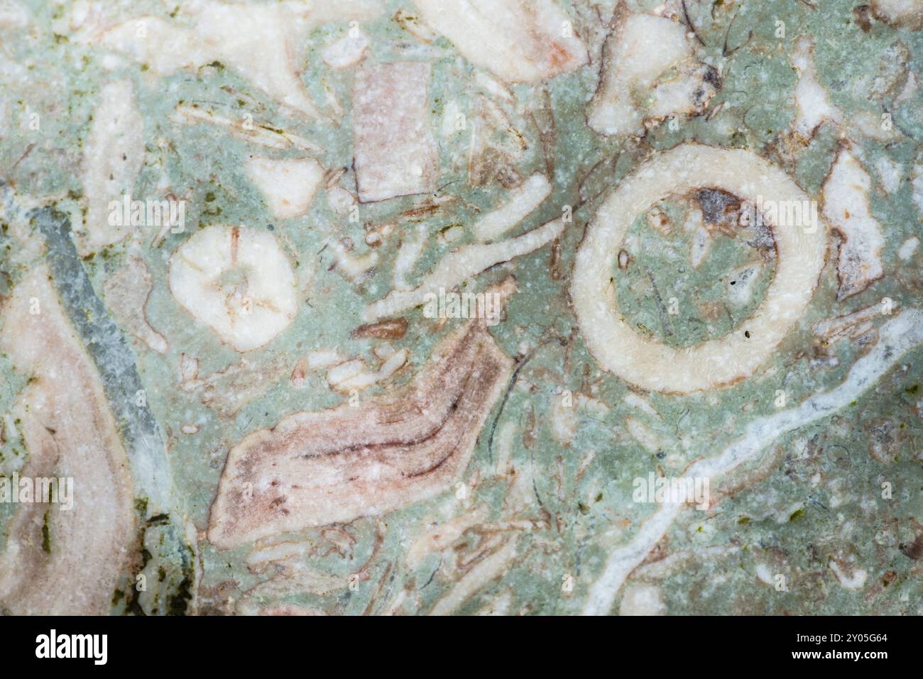 Fossil inclusions in a rock, Holmhaellar Nature Reserve, Gotland ...