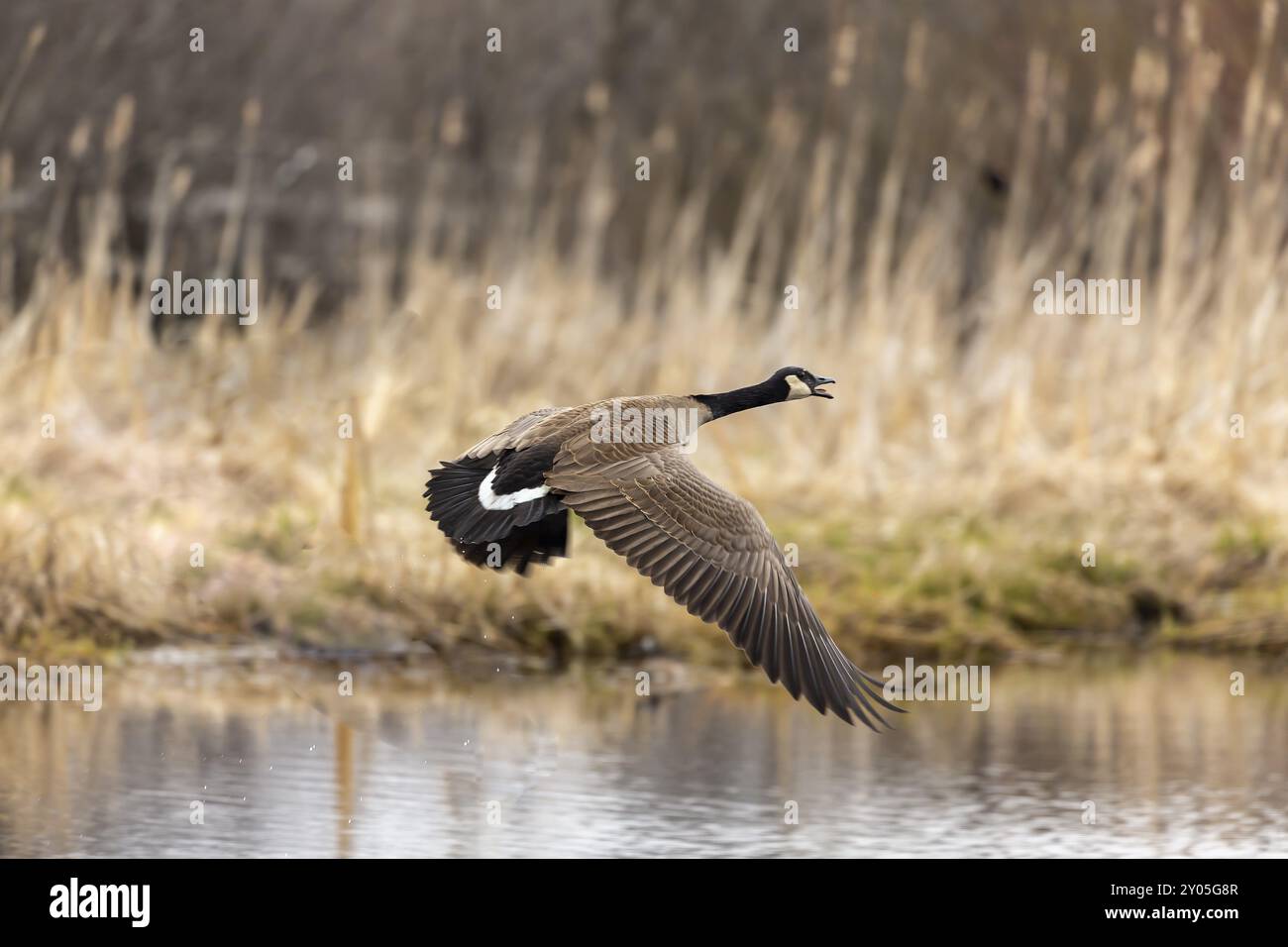 Natural scene from Wisconsin, USA, North America Stock Photo - Alamy